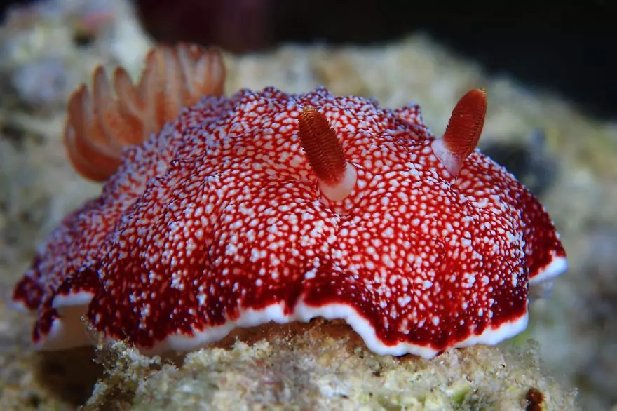 1. Glossodoris Atromarginata 2. Phyllodesmium OpaCrescens 3. Chromodoris Reticulata