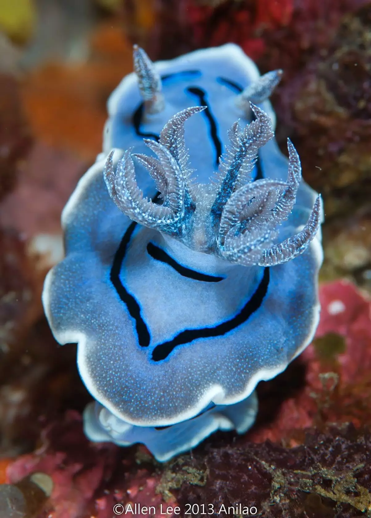 7. Willan Chromodoris