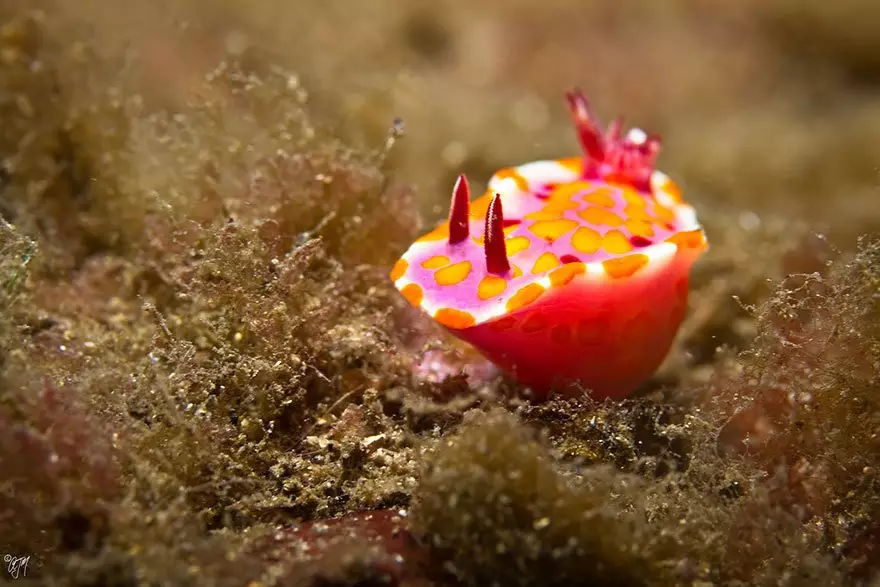 8. Certotosoma amena.