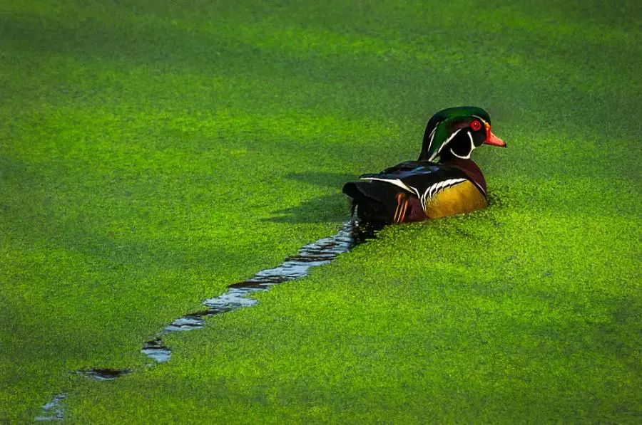 લવલી મિનિમલિઝમ