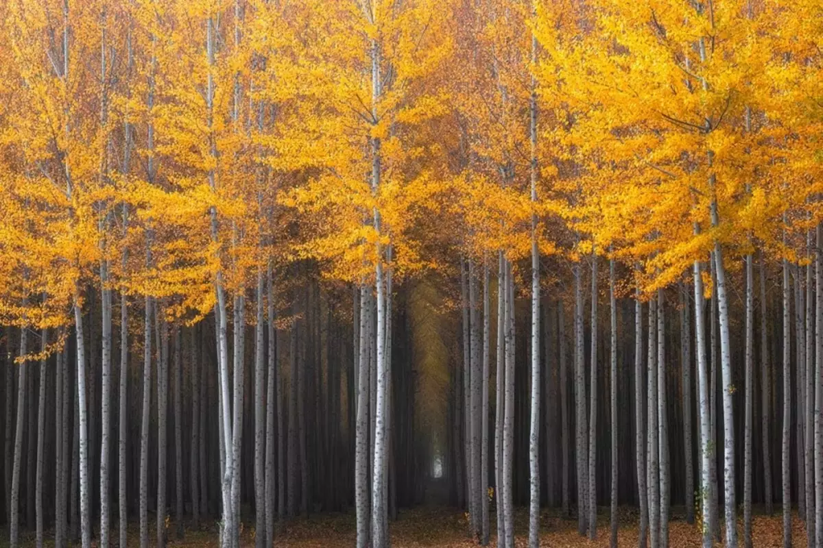 © Pauzicka Road ลึกลับ, Transylvania, โรมาเนีย