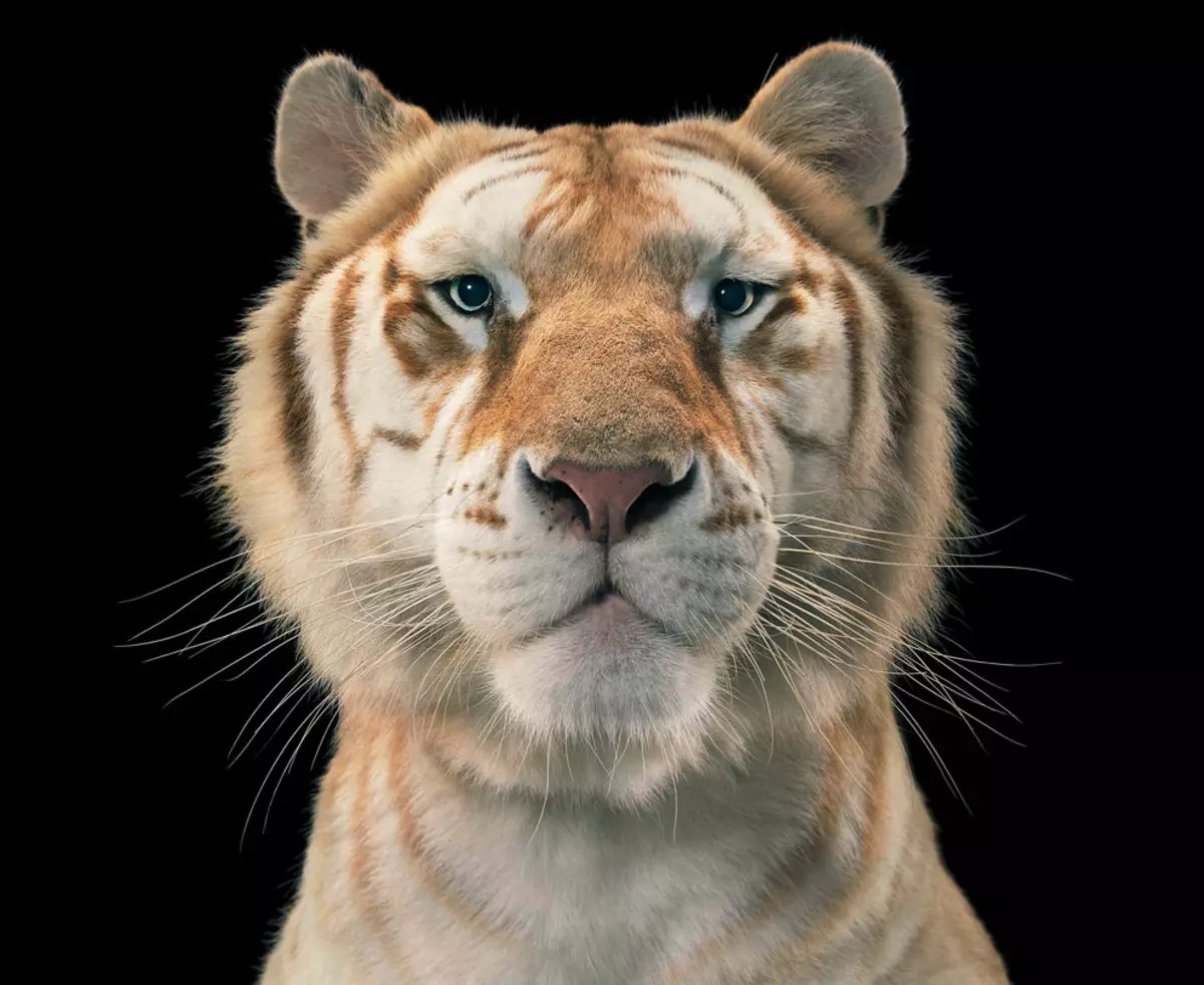 25. White Bengal Tiger.