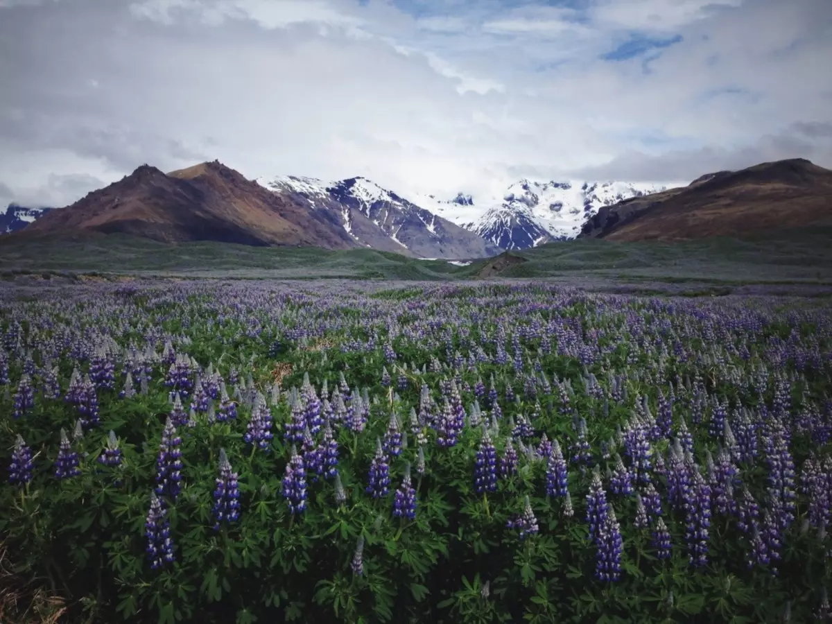 © ლაურა Aziz / Unsplash Endless სფეროებში Lupine - სატენდერო ღიმილი მკაცრი ბუნება ისლანდიის.