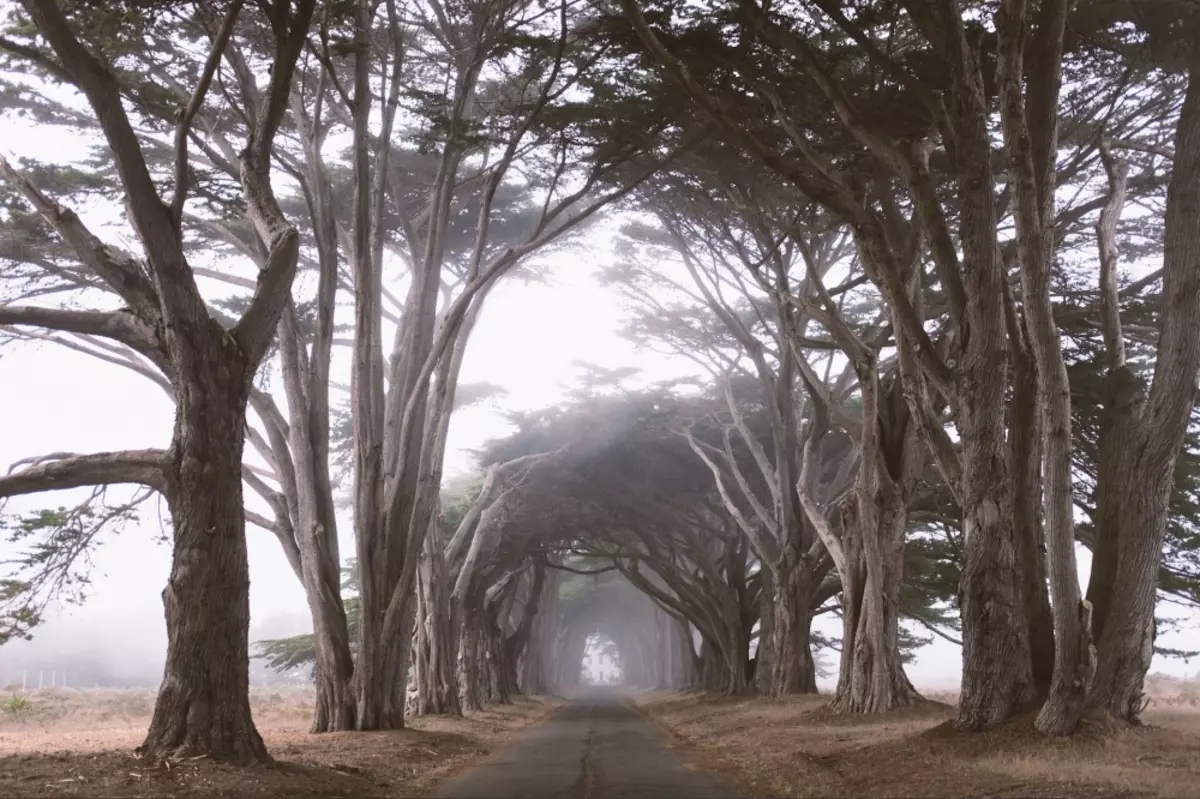 © Matt Gee / Rex / Shutterstock Foggy Cape Alley Point Reyes in Californië. (Nog meer schoonheden