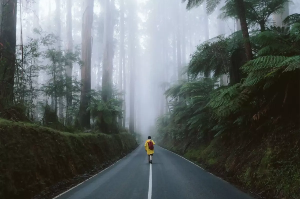 © Benjamin Lee / Rex / Shutterstock Forest Road Black Spur (Black Spur Drive) na floresta molhada Av