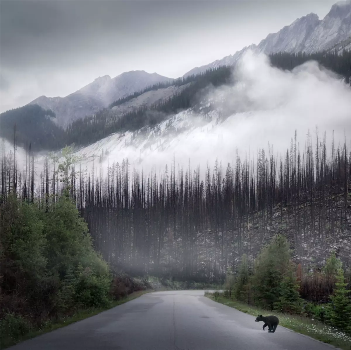 © Catherine SIMARD / REX / Shutterstock Teddy Teddy Tracks através de uma estrada deserta em Nazio canadense