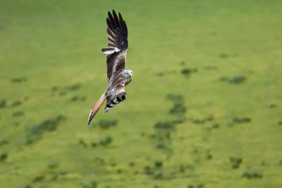 10. Sea Bird Vattentät. (Foto Ivan Kuzmin):