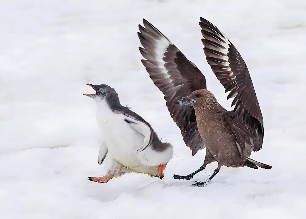 16. Först blev han fast ... (Photo Shayne McGuire):