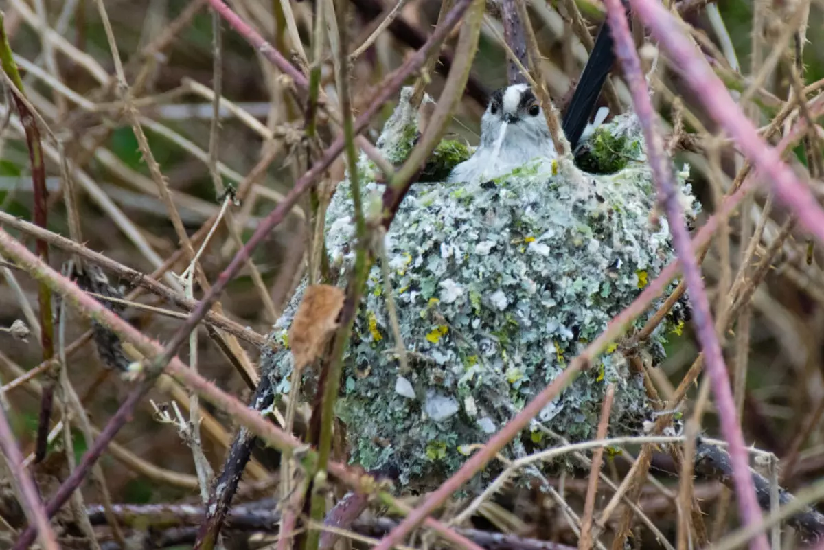 2. Moonfinds - Manuk Geulis rada ageung tibatan sparrow. Pikeun moro lauk sareng hawa. Diadopsi pareum