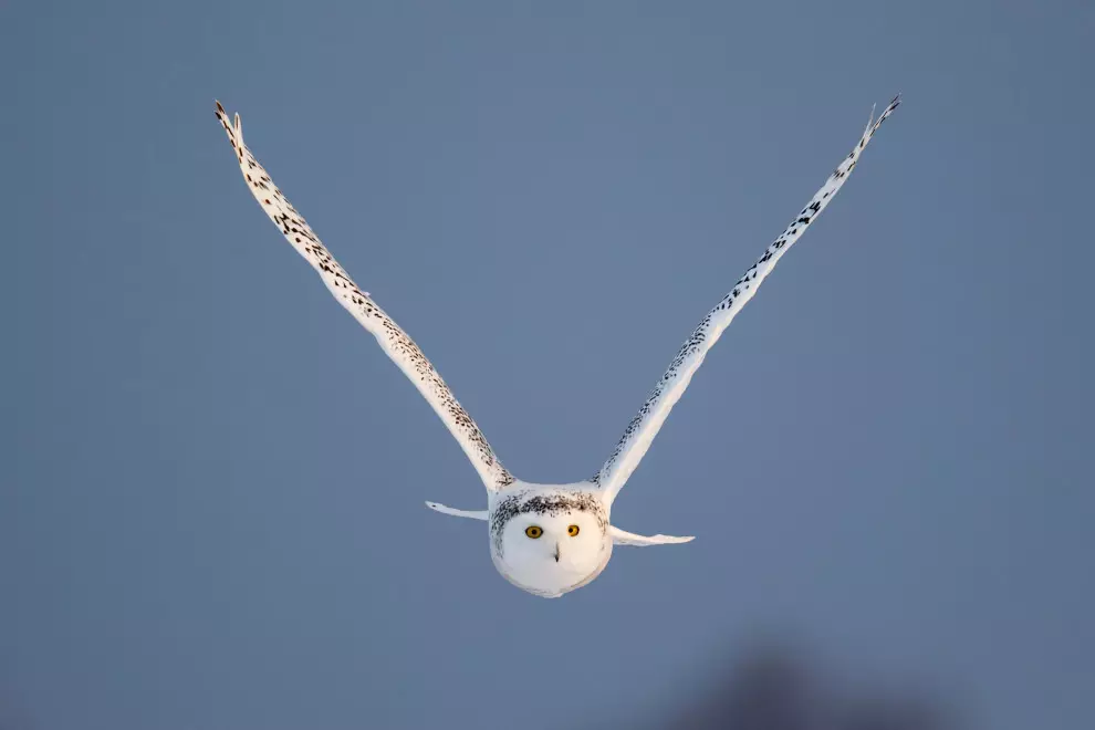 9. Korshun beureum. Predatory manuk tina kulawarga hawk. Sanaos kanyataan yén dos kapal pesiar beureum