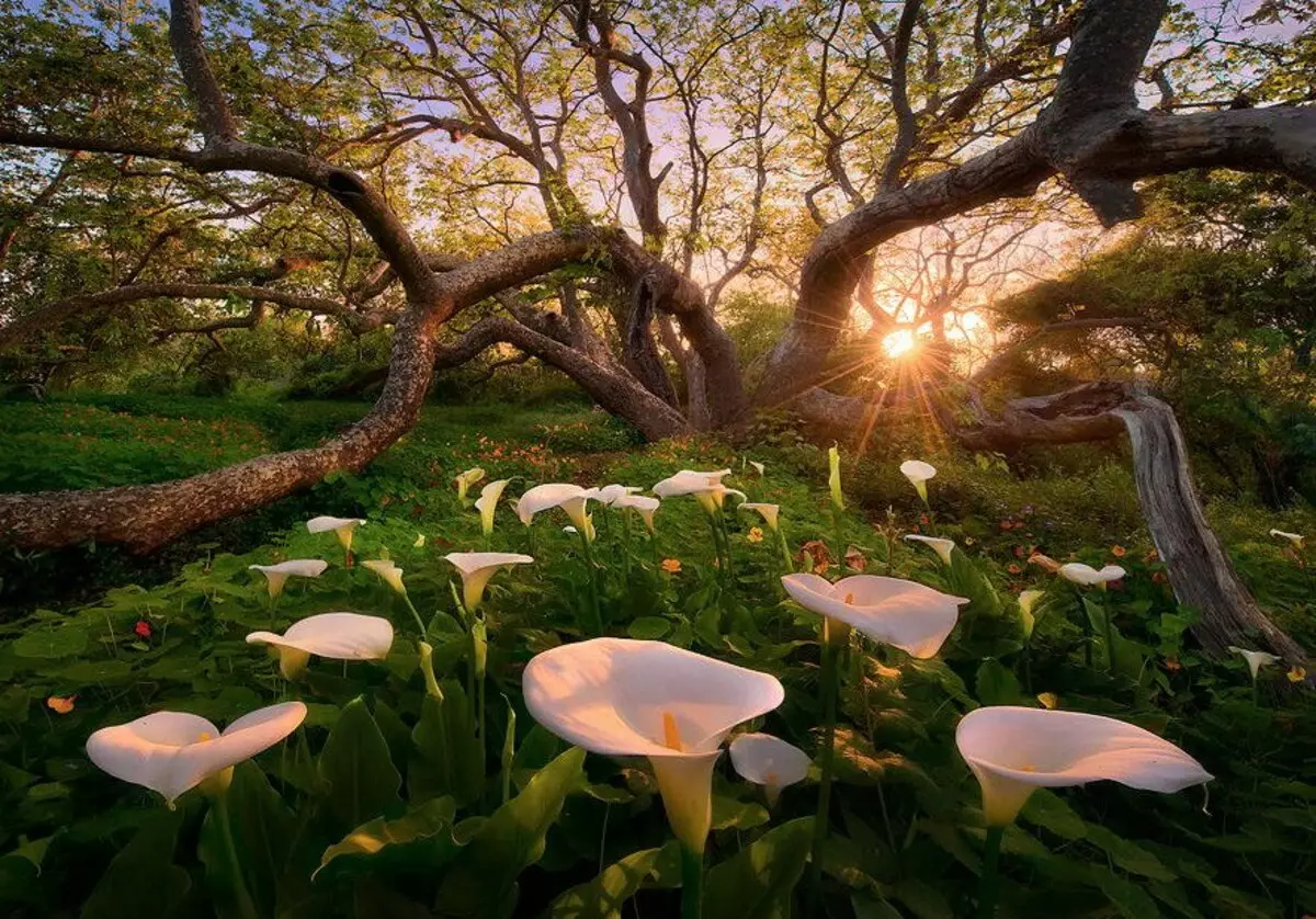 Dawn mewn gwahanol rannau o'r blaned. Beth yw e? Ffotograffydd Marc Adamus.