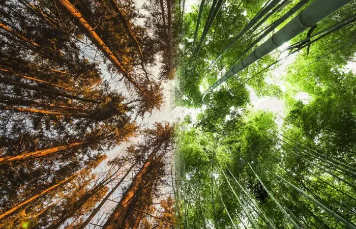 Skog i Norge och skog i Japan.