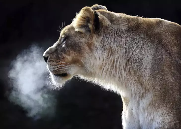 1. Ntlo. O hlahile ka la 28 December Sethaleng sa zoo se potolohileng, Netherlands. (Photo Rem Taalde Waal):