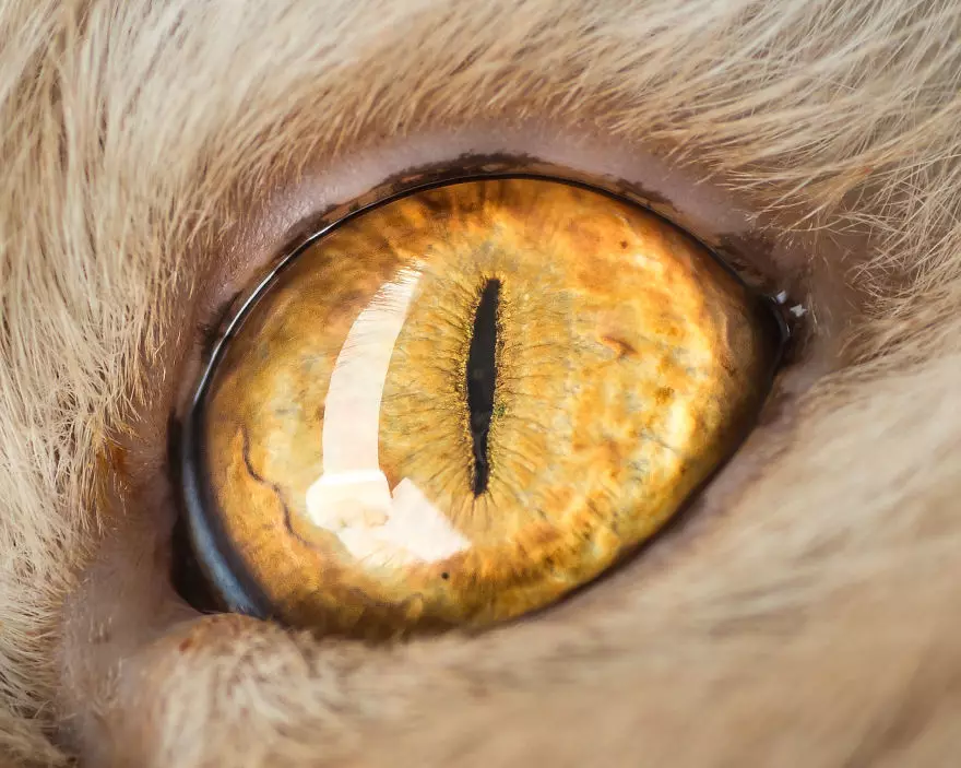 «Cat Eye»: серія макрознімків котячих очей