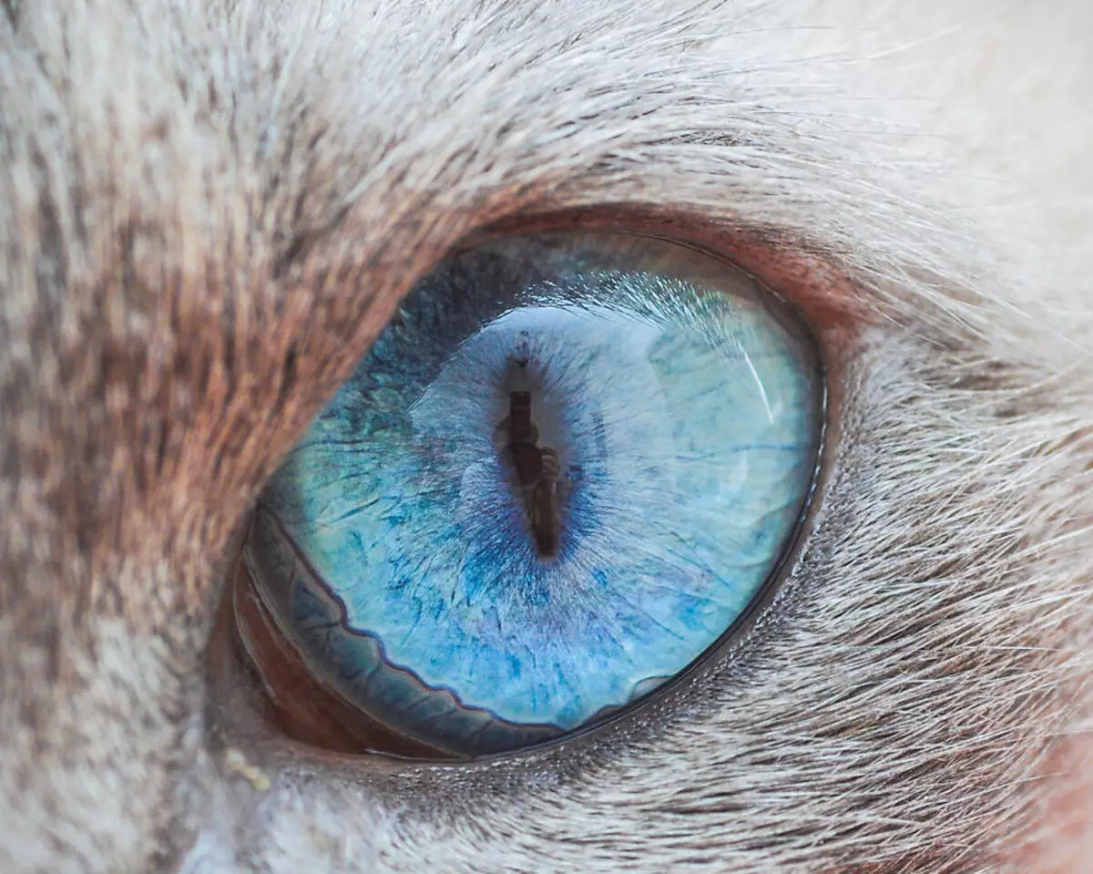 «Cat Eye»: серія макрознімків котячих очей