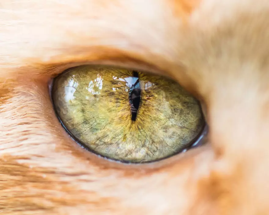 «Cat Eye»: серія макрознімків котячих очей