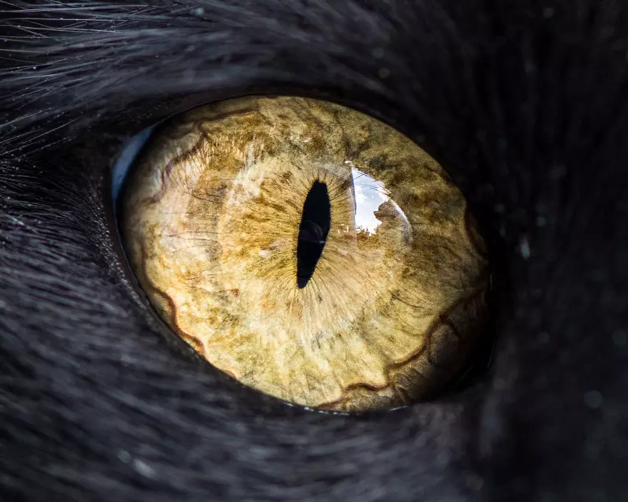 «Cat Eye»: серія макрознімків котячих очей