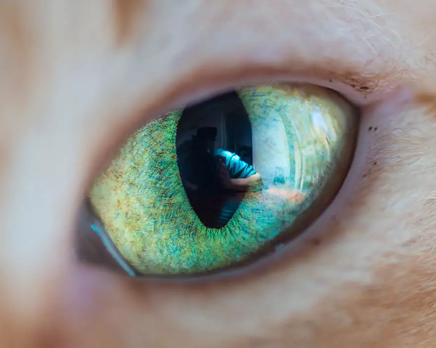 «Cat Eye»: серія макрознімків котячих очей