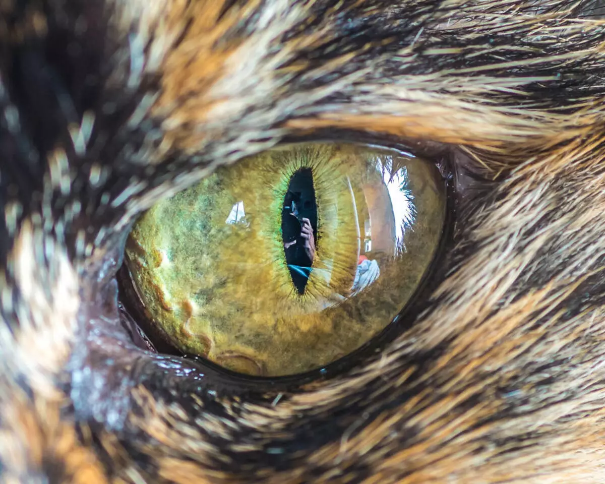 «Cat Eye»: серія макрознімків котячих очей