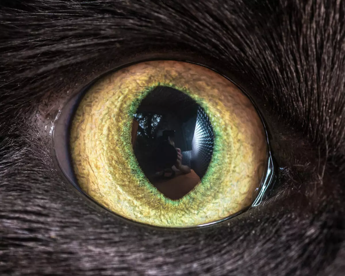 «Cat Eye»: серія макрознімків котячих очей