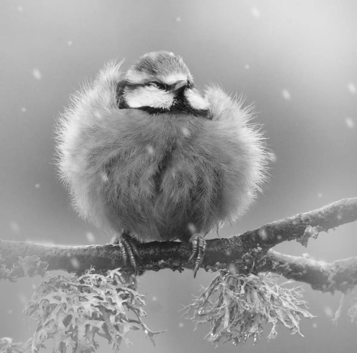 Fotografie konkurencji HD Fotograf konkursy najlepsze czarno-białe czarno-białe