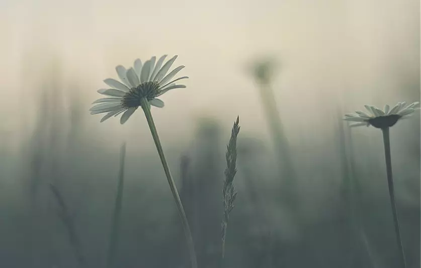 Natura, vita ancora e ritratti del fotografo con un assaggio sottile di Inna Dry 1771_10