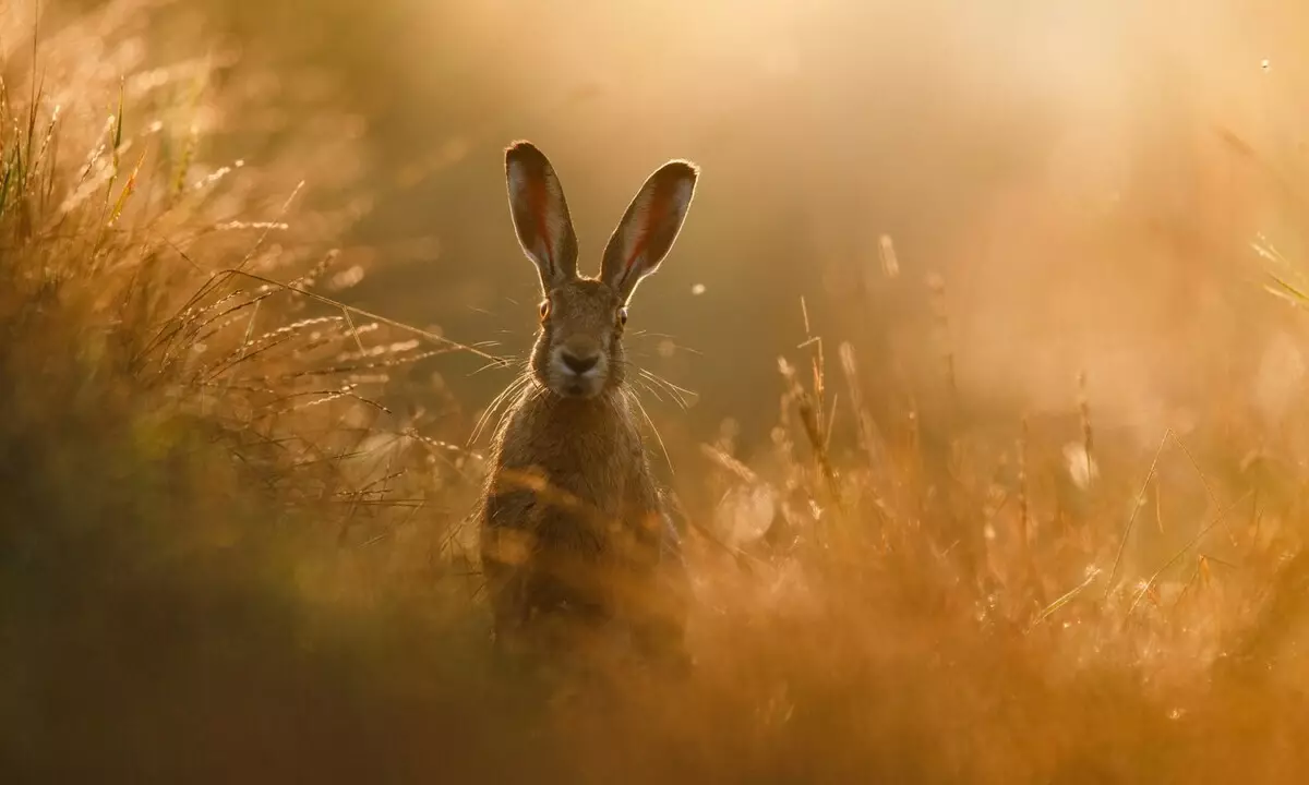 Årets naturfotograf 2020: bästa bilder av naturen 1798_1