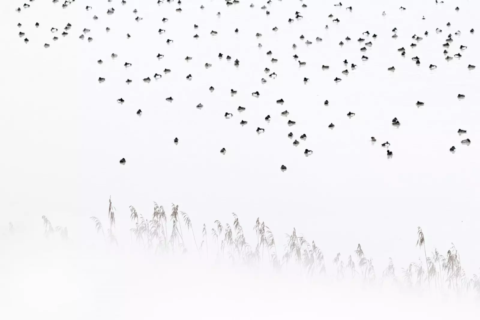 Årets naturfotograf 2020: bästa bilder av naturen 1798_11