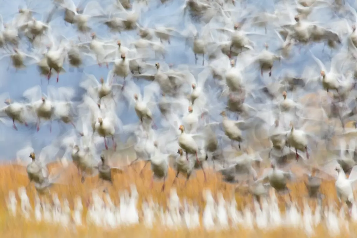 Årets naturfotograf 2020: bästa bilder av naturen 1798_2