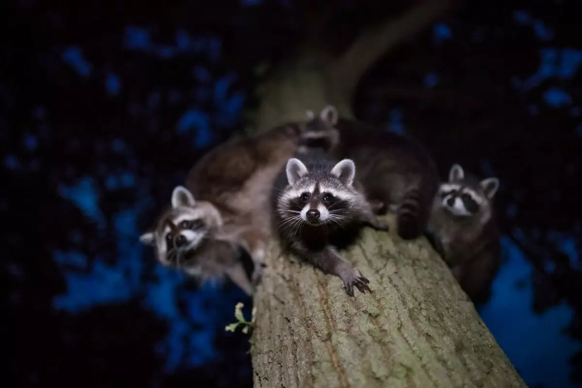 Årets naturfotograf 2020: bästa bilder av naturen 1798_7