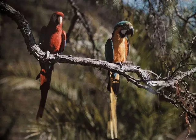 Parrot. Autochrom, Photographer Franklin Harga Nott