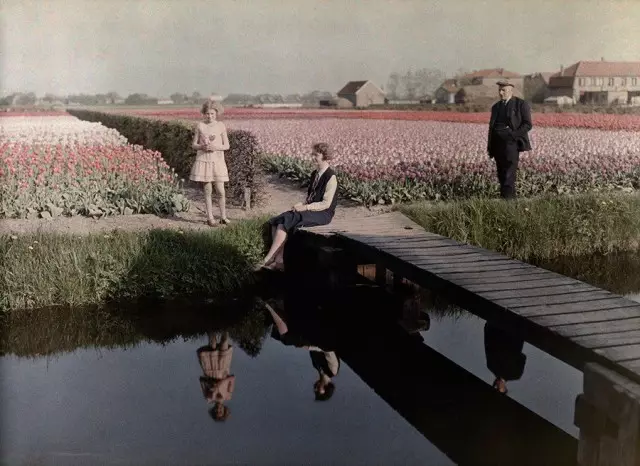 Tulips နယ်သာလန်, နယ်သာလန်, 1931. AutoChrom, Kharleman ရှိတူးမြောင်းတစ်လျှောက်တွင် Tulips fiels