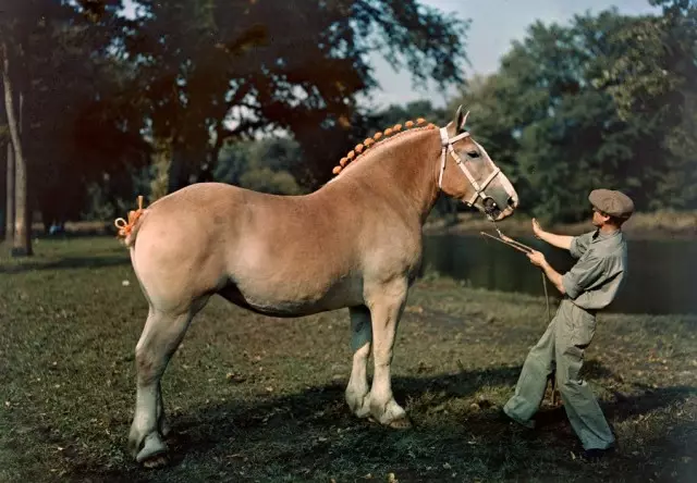 Mare, koji je dobio nagradu na izložbi konja u Iowi, 1939. Auto, fotograf J. Bailor Roberts