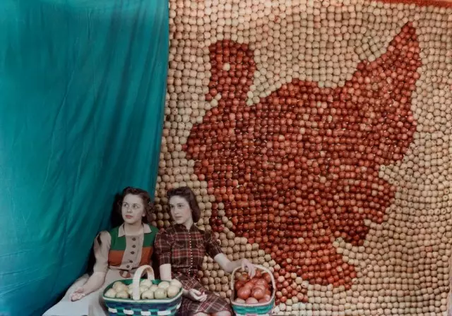 Vitrine avec des pommes sous forme de Turquie, Virginie occidentale, 1939. Autochrom, photographe B. Anthony Stewart