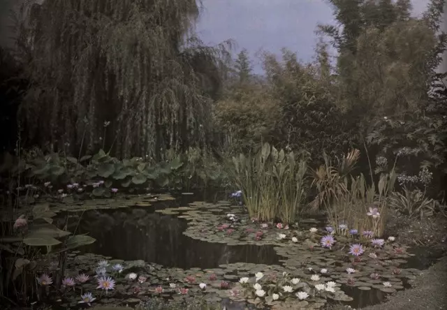 Étang de jardin avec des lis d'eau. Autochrom, photographe Franklin Price Nott