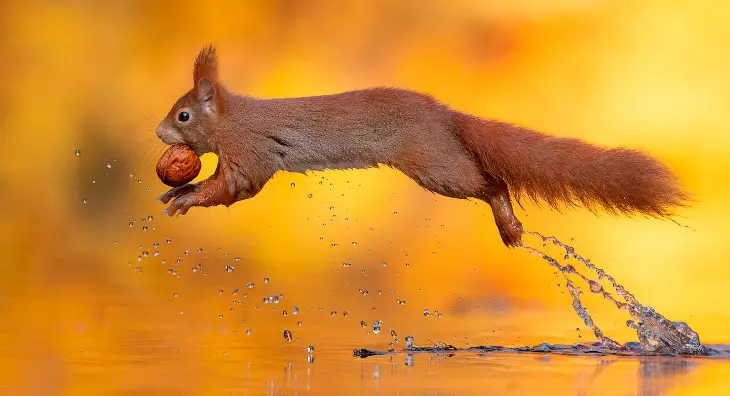 Bestoj Sovaĝaj Bestaj Sovaĝaj Bildoj de Besta Bela Natura Foto-Banujo