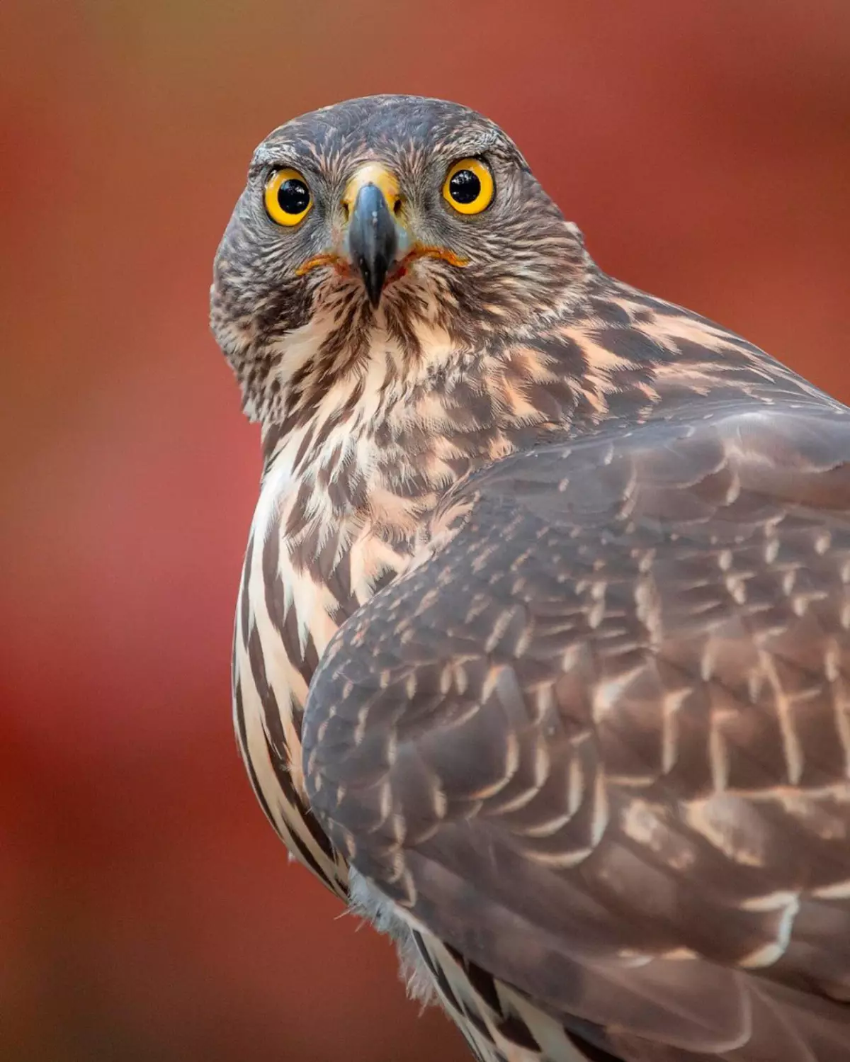 動物野生動物動物美容自然写真浴の野生動物写真