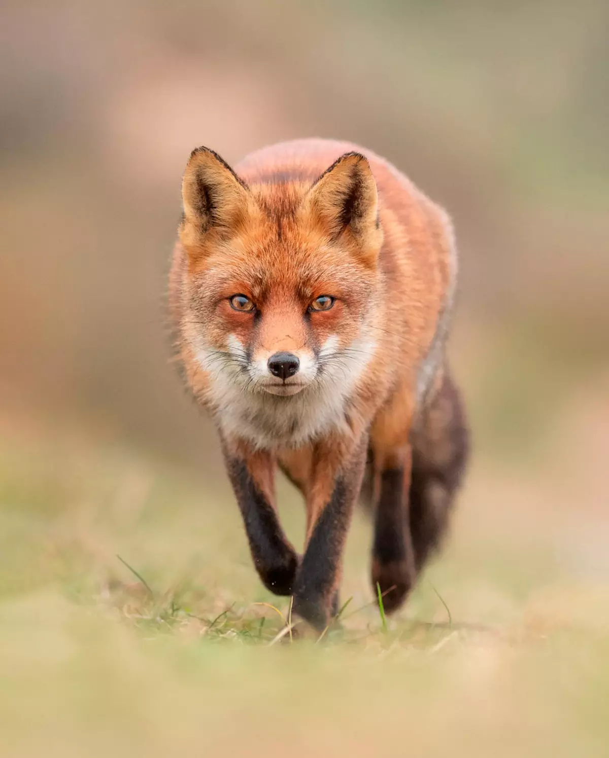 Bestoj Sovaĝaj Bestaj Sovaĝaj Bildoj de Besta Bela Natura Foto-Banujo