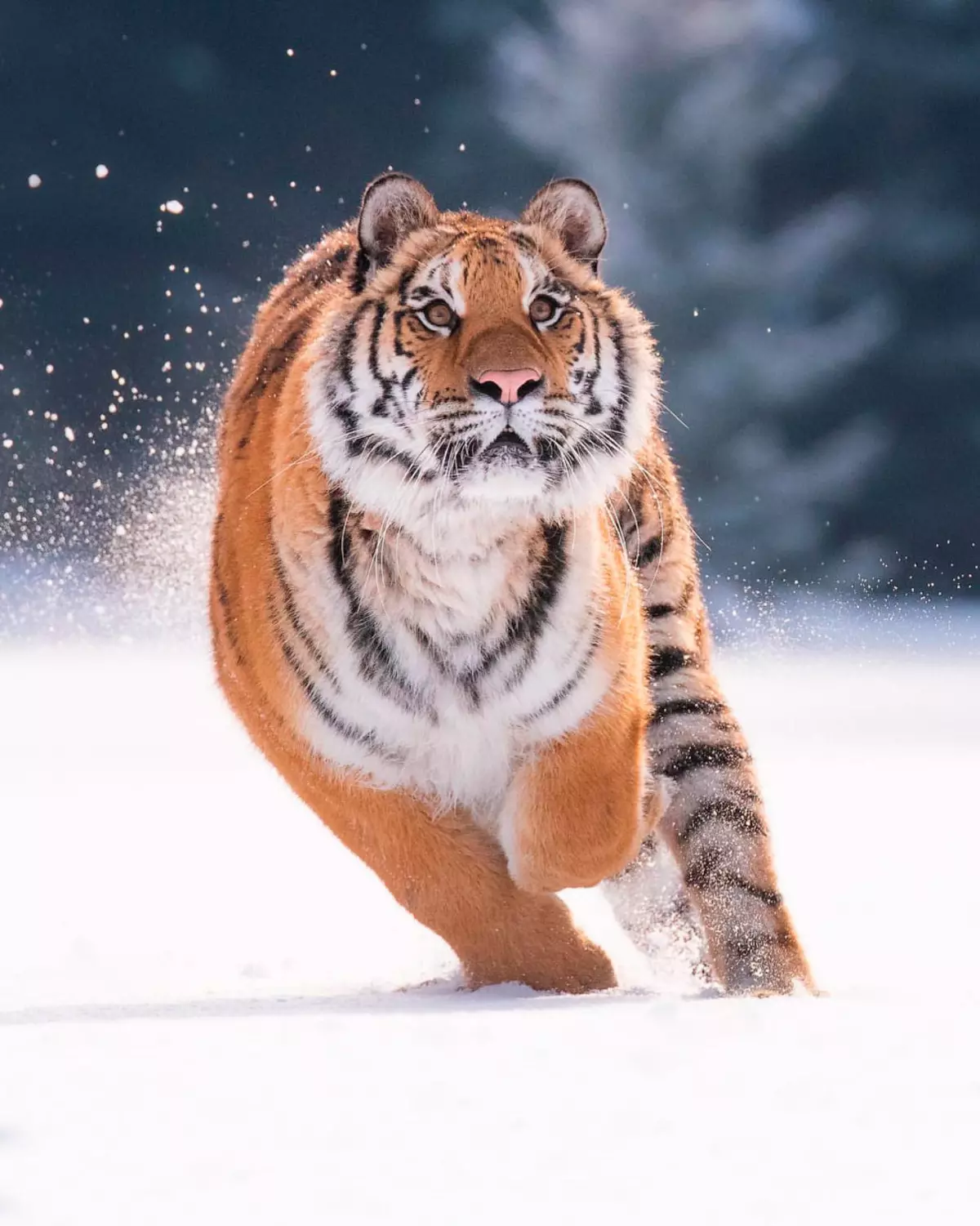 動物野生動物動物美容自然写真浴の野生動物写真