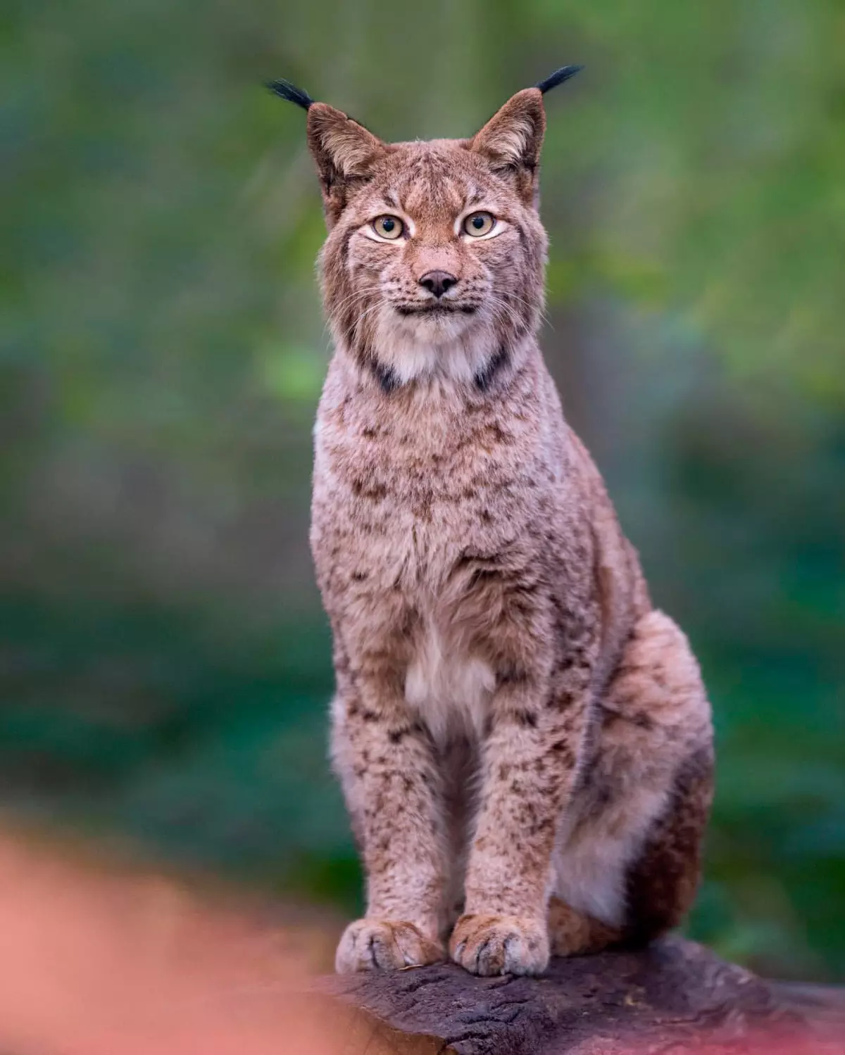 動物野生動物動物美容自然写真浴の野生動物写真