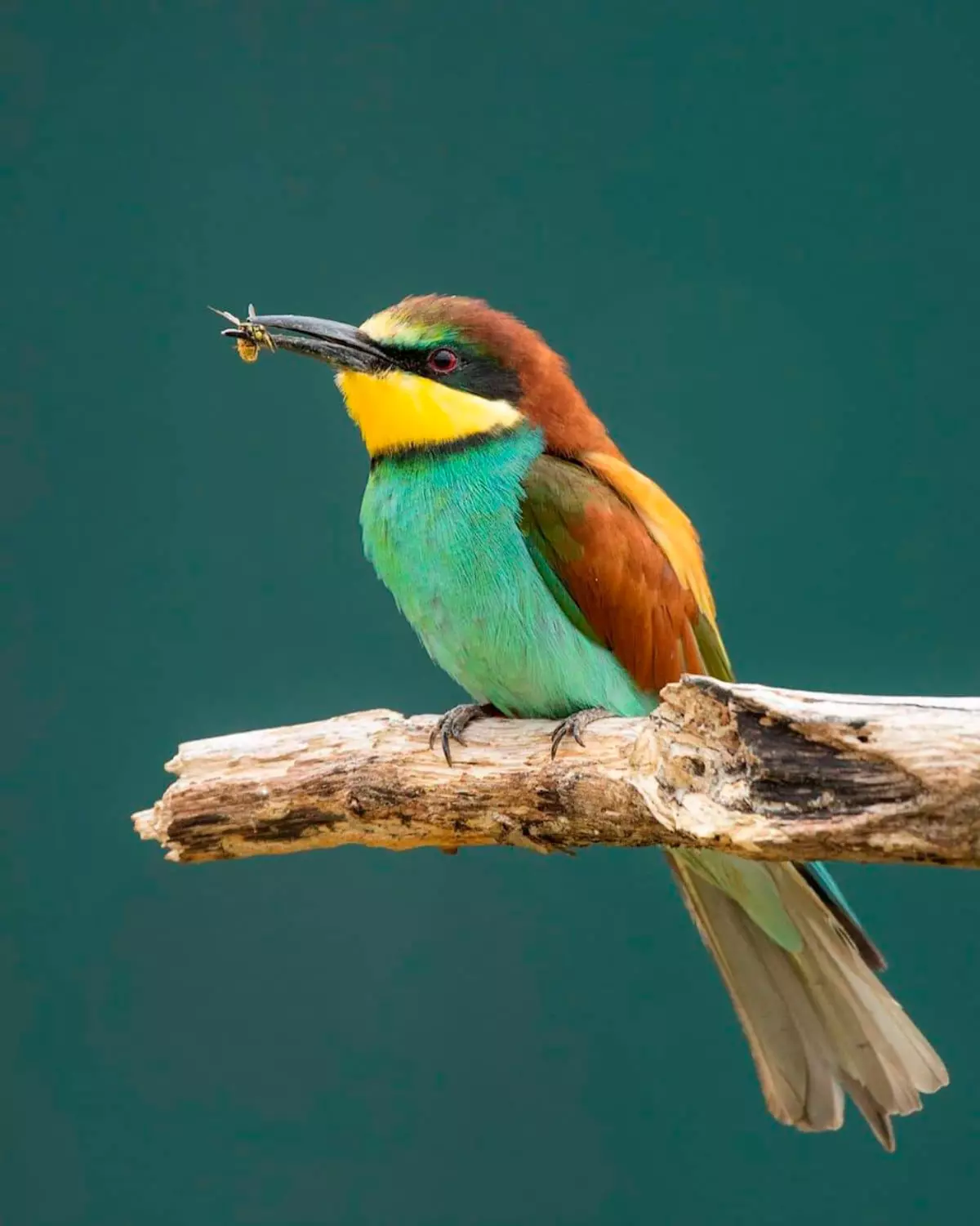 Bestoj Sovaĝaj Bestaj Sovaĝaj Bildoj de Besta Bela Natura Foto-Banujo