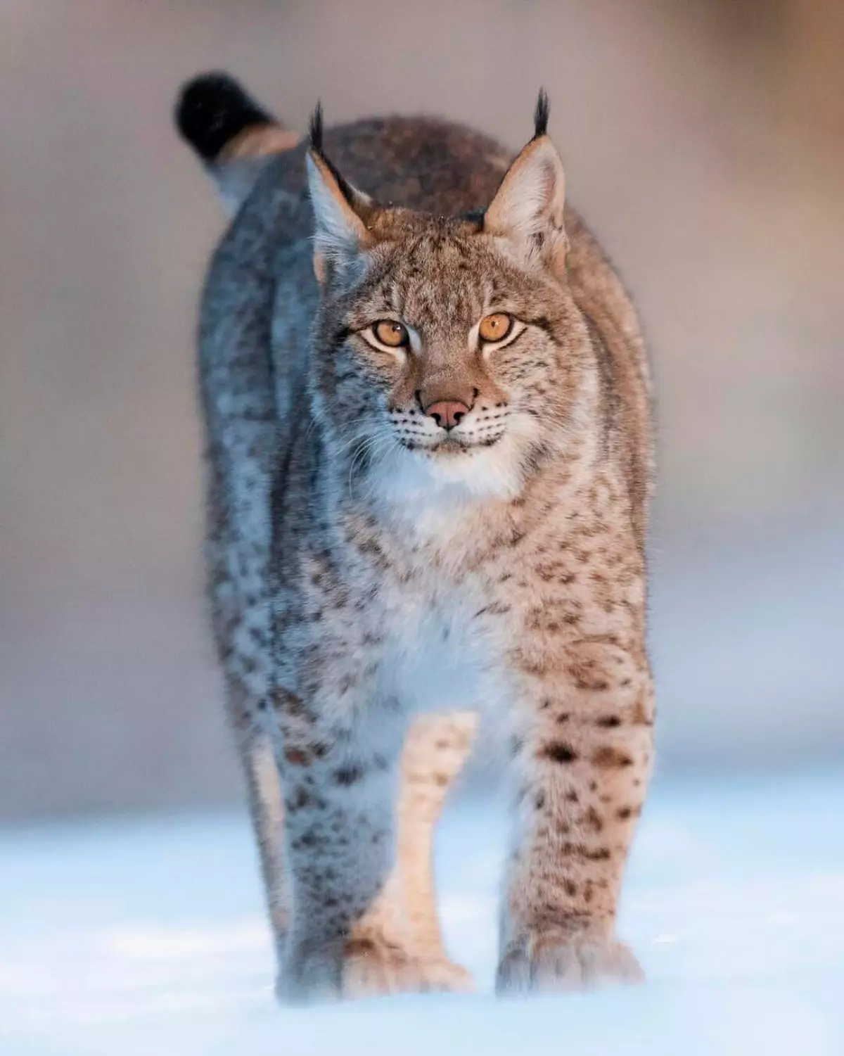 動物野生動物動物美容自然写真浴の野生動物写真