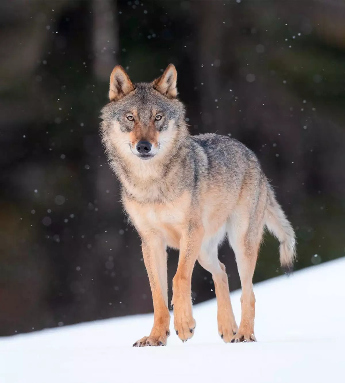 動物野生動物動物美容自然写真浴の野生動物写真