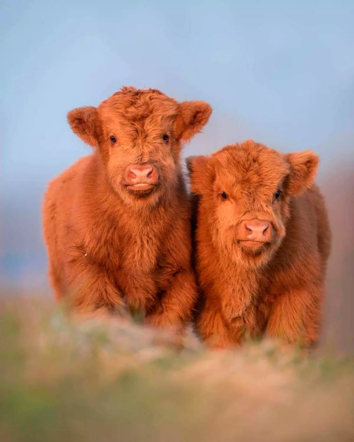 動物野生動物動物美容自然写真浴の野生動物写真