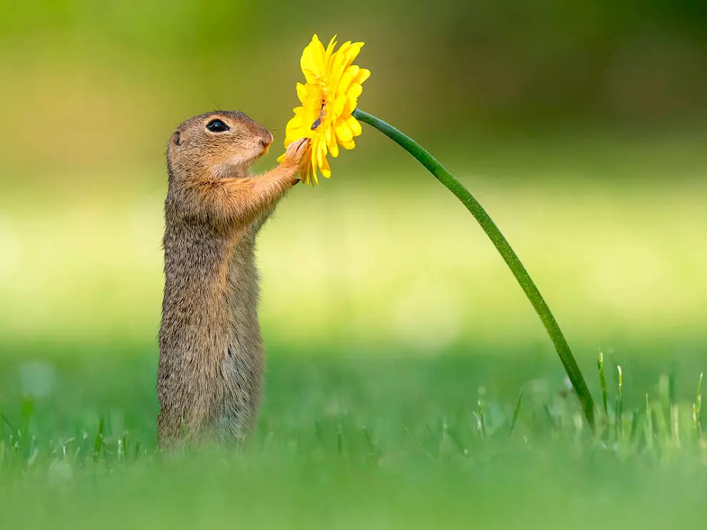 動物野生動物動物美容自然写真浴の野生動物写真