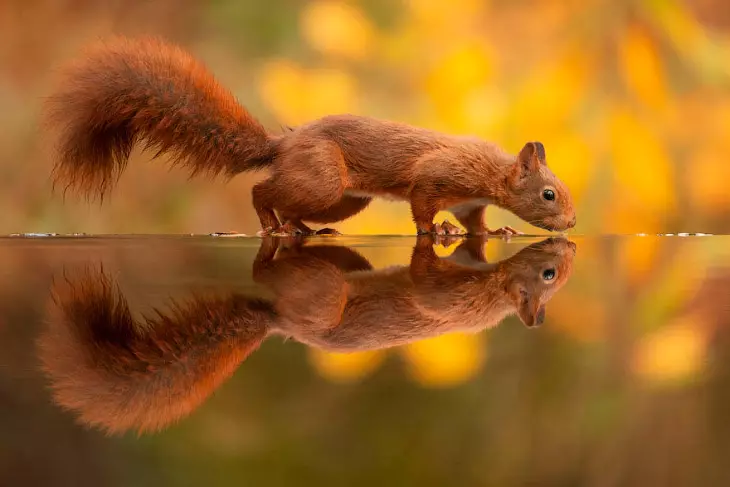 Bestoj Sovaĝaj Bestaj Sovaĝaj Bildoj de Besta Bela Natura Foto-Banujo