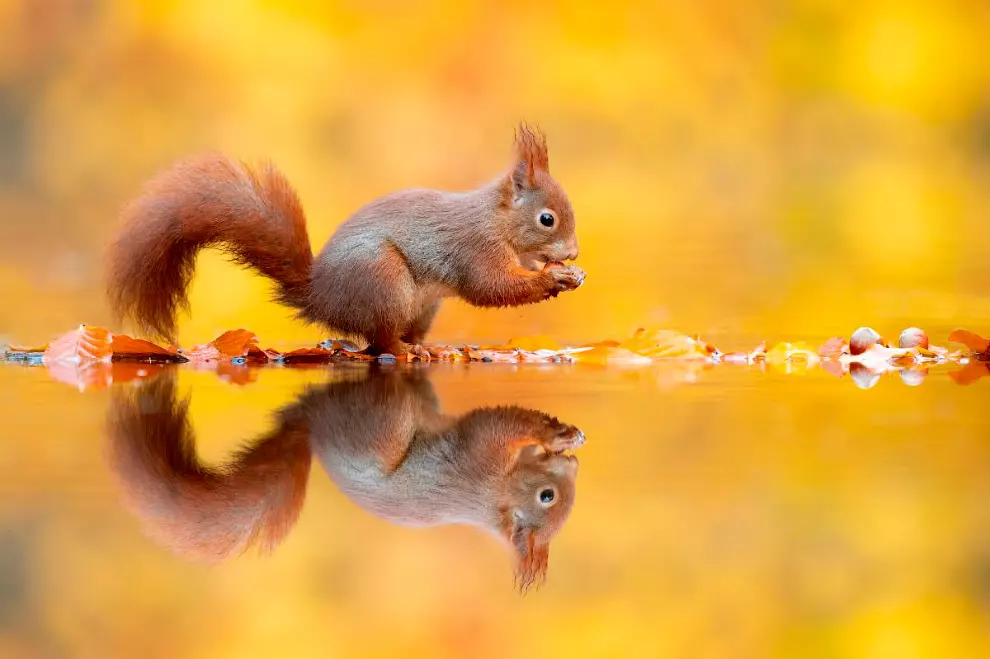 Bestoj Sovaĝaj Bestaj Sovaĝaj Bildoj de Besta Bela Natura Foto-Banujo