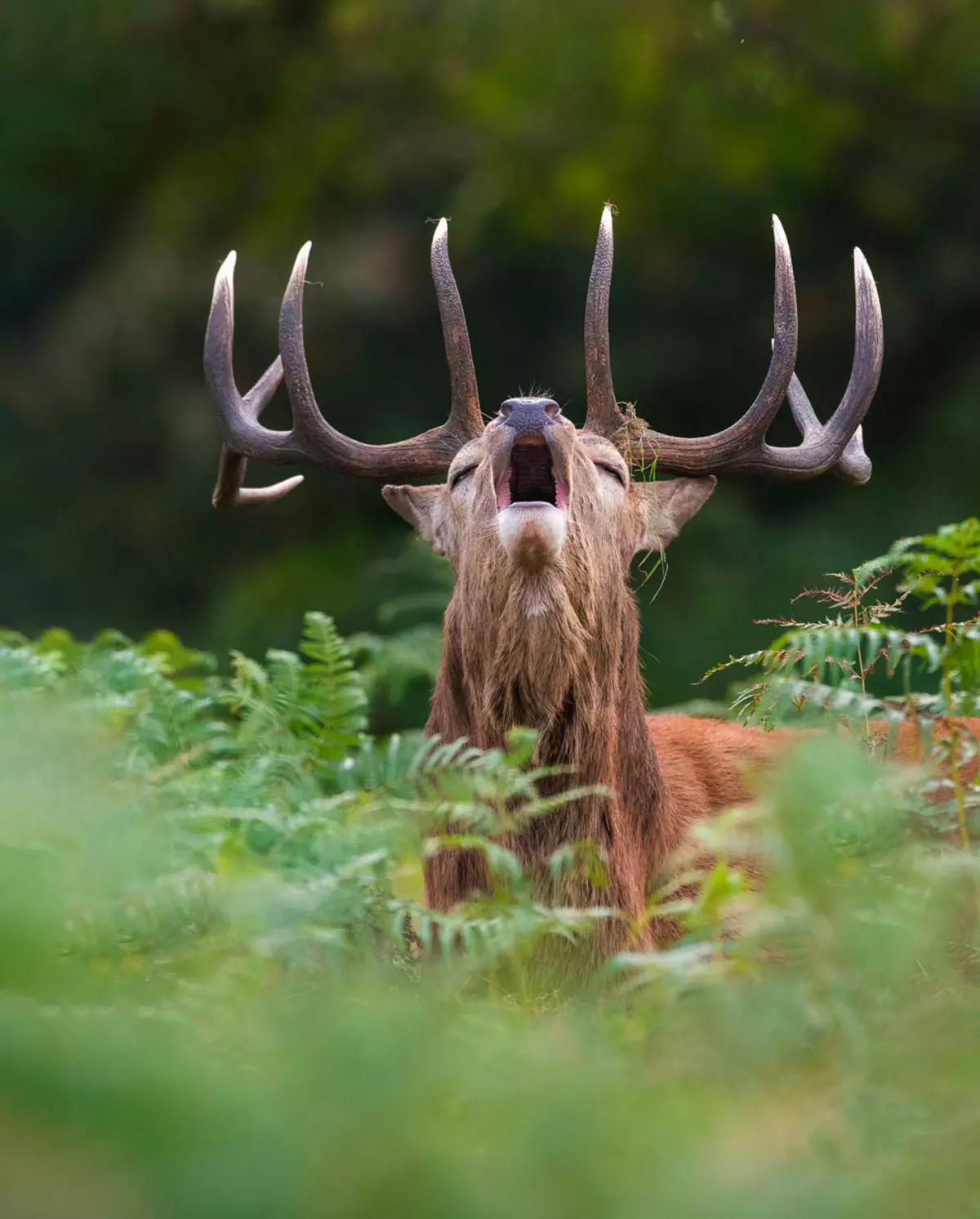 動物野生動物動物美容自然写真浴の野生動物写真