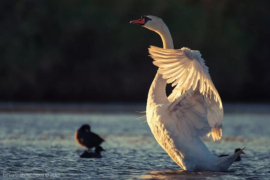 Fauna silvestre del lago Kyzyl-Yar en Crimea en fotos de Tatiana Stupid 1844_12