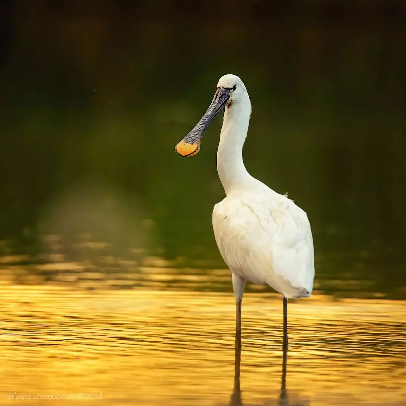 Fauna silvestre del lago Kyzyl-Yar en Crimea en fotos de Tatiana Stupid 1844_13